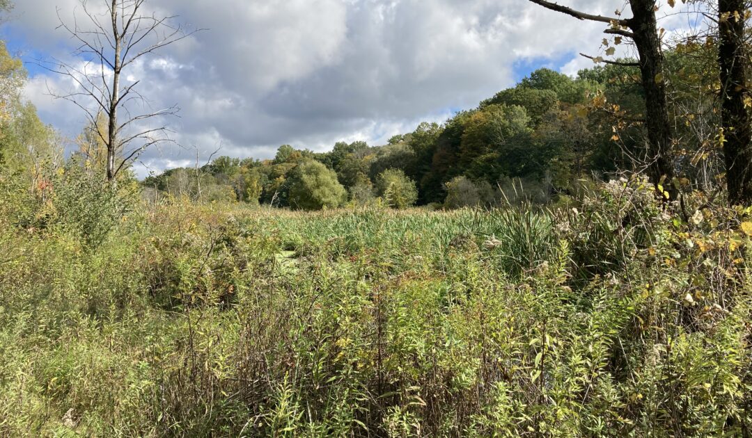Mill River Preserve - Westchester Land Trust