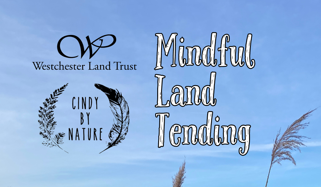 Mindful Land Tending with Westchester Land Trust and Cindy by Nature ...